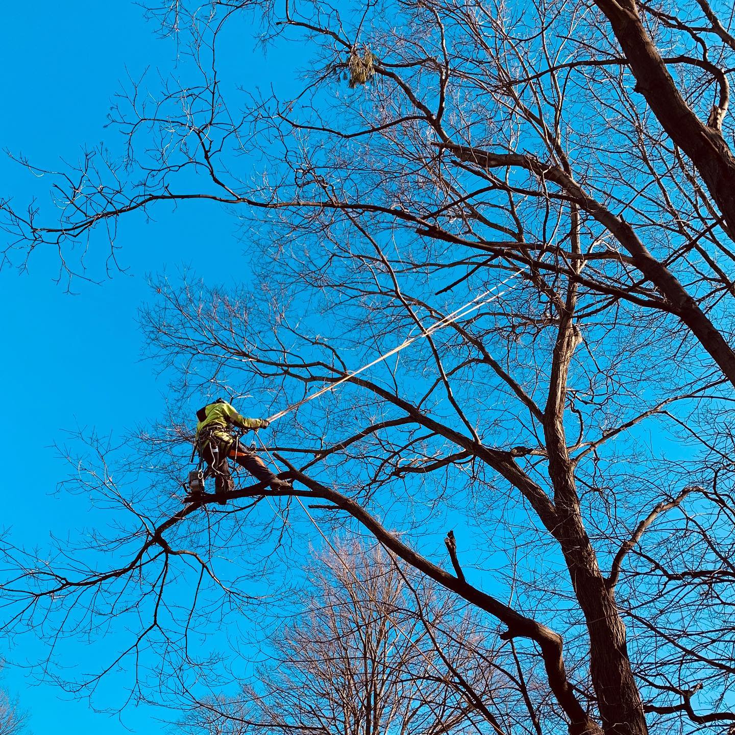 Vanderbeck Tree Experts – Family Owned and Operated Since 1980